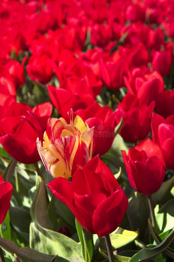 Fields Full of Dutch Tulips Stock Image - Image of nature, famous ...