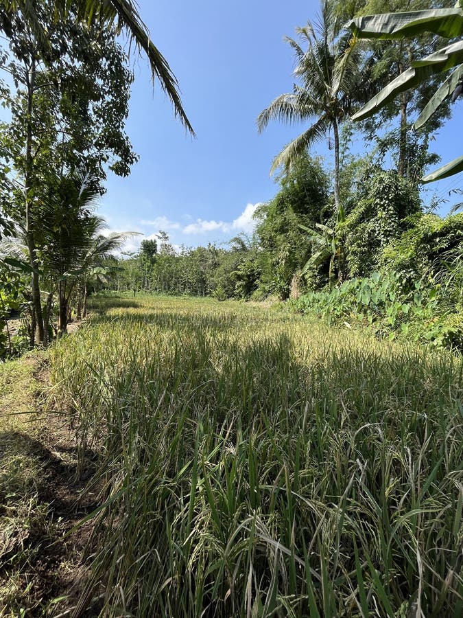 Fields full of rice stock photo. Image of forest, vegetation - 289553304