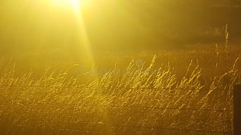 Fields of gold stock image. Image of gold, sussex, fields - 118122817