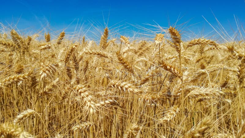 Fields of Gold stock photo. Image of gold, field, alentejo - 14066918