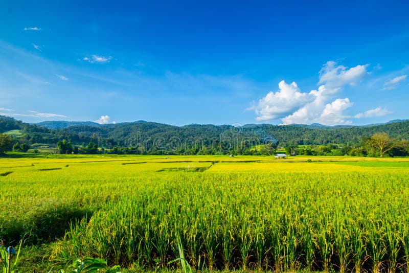 65,908 Farm Rice View Stock Photos - Free & Royalty-Free Stock Photos ...