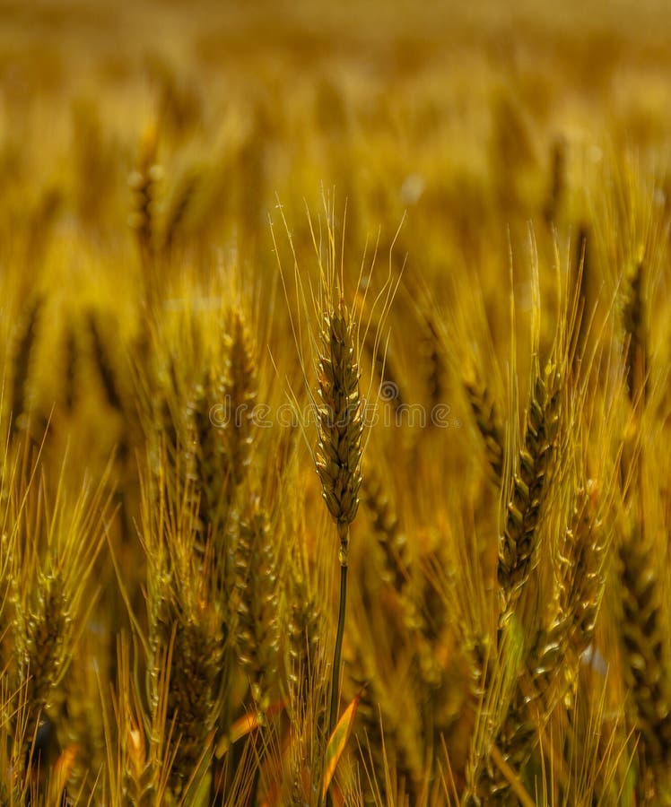 Fields of golden wheet stock photo. Image of orange - 141977950