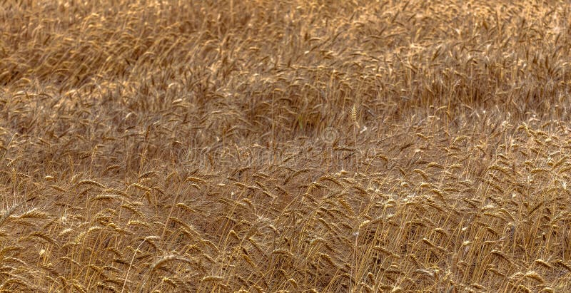 Fields of golden wheet stock photo. Image of wheet, green - 141978950