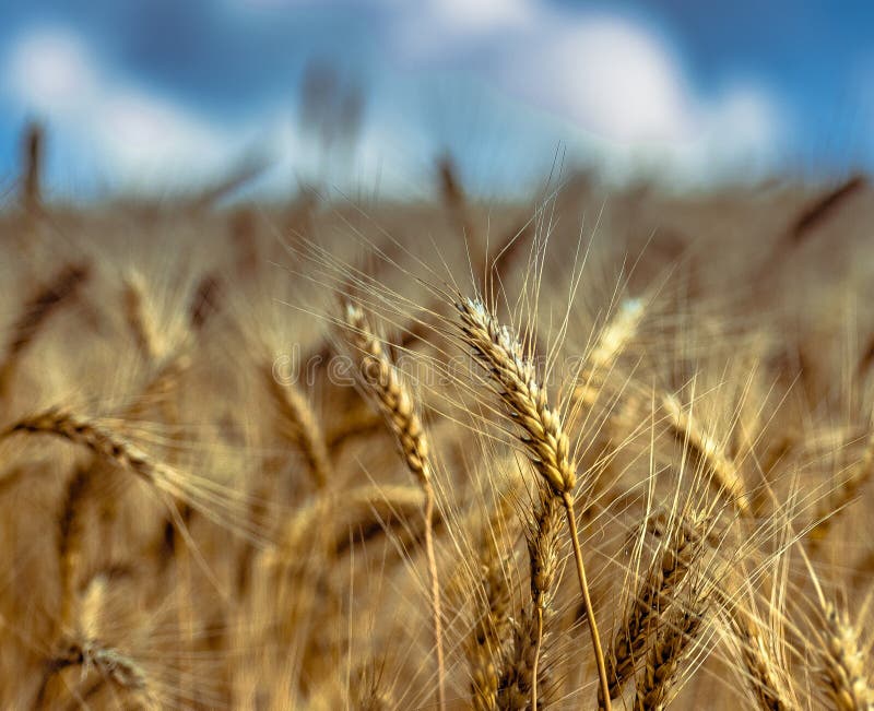 Fields of golden wheet stock photo. Image of yellow - 141978984
