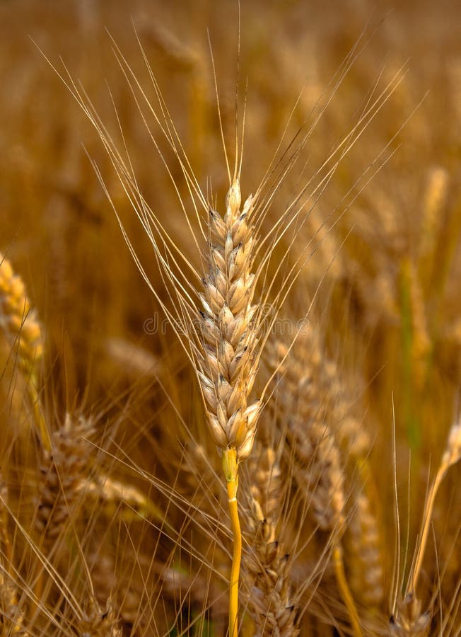 Fields of golden wheet stock image. Image of nature - 141980743