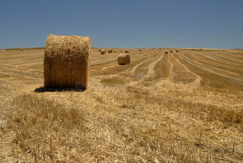 Fields of Grain Land and Culture Stock Image - Image of cereal, wheat ...