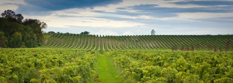 Fields of Grapes stock image. Image of countryside, grass - 18204117