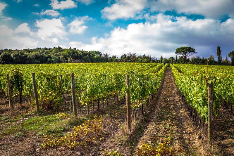 Fields Of Grapes In The Autumn Stock Photo - Image of cottage ...