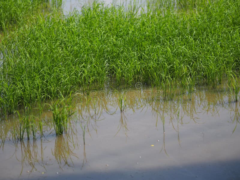 Grassy Rice Field in Dajia, Taiwan Stock Photo - Image of dajia, rice ...