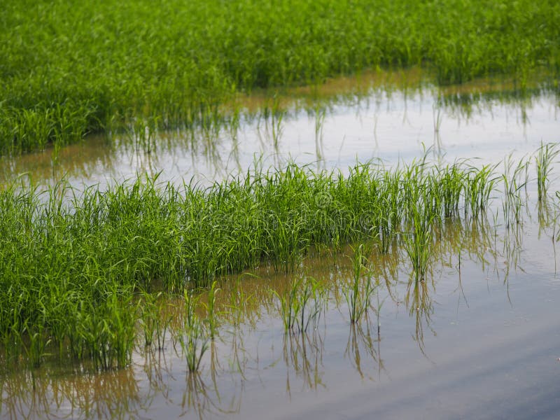 Grassy Rice Field in Dajia, Taiwan Stock Photo - Image of dajia, rice ...
