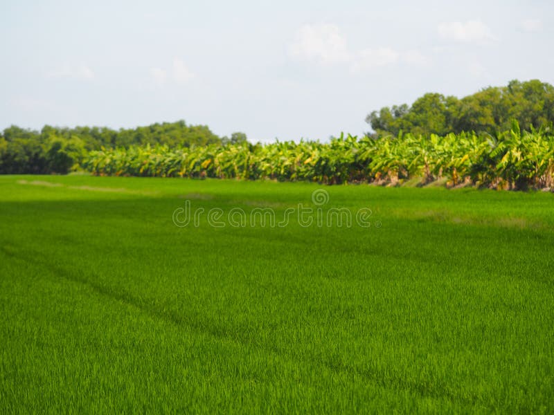 Grassy Rice Field in Dajia, Taiwan Stock Photo - Image of dajia, rice ...