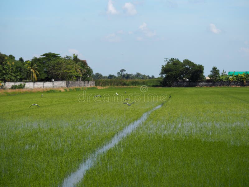 Grassy Rice Field in Dajia, Taiwan Stock Photo - Image of dajia, rice ...