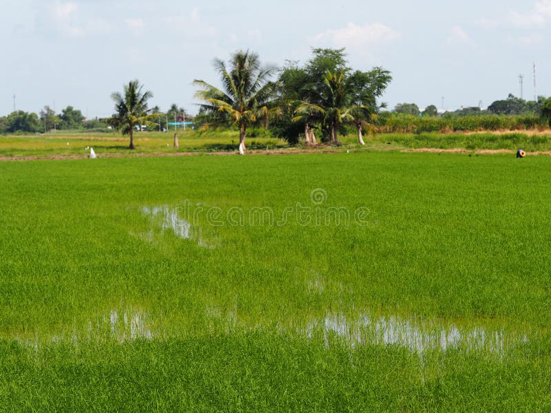 Grassy Rice Field in Dajia, Taiwan Stock Photo - Image of dajia, rice ...