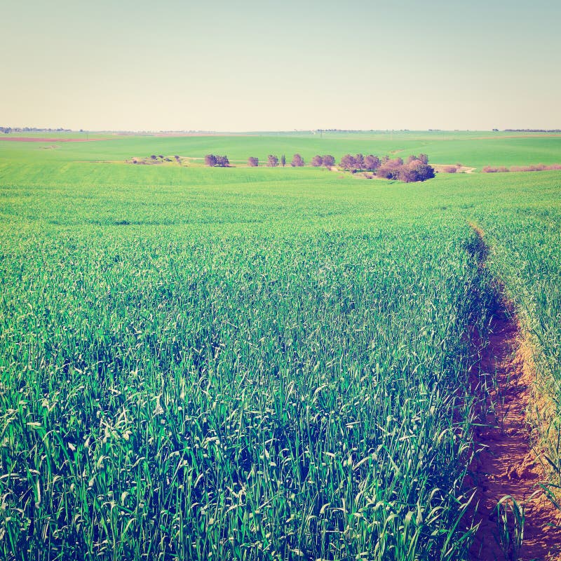 Fields stock photo. Image of agriculture, israel, cultivated - 99809038