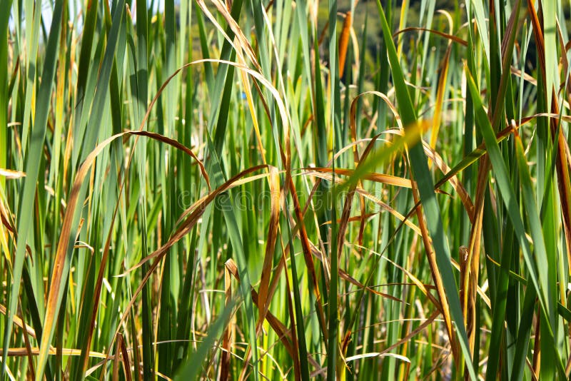 Fields with Green and Orange Grass Stock Image - Image of farm, growth ...