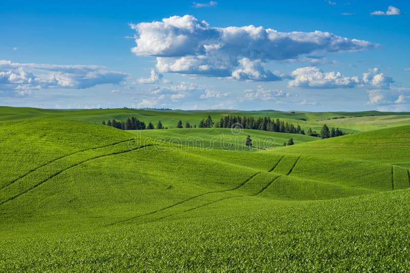 Fields of Green Wheat in Eastern Washington State Stock Photo - Image ...