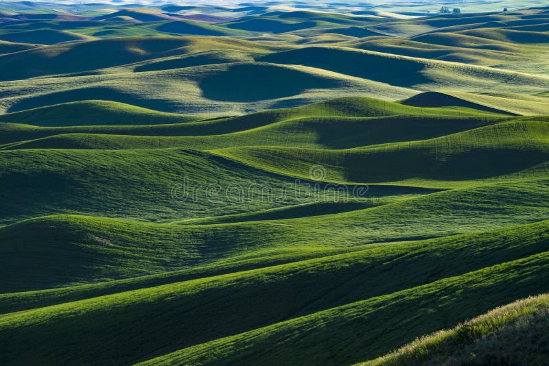 Fields of Green Wheat in Eastern Washington State Stock Image - Image ...