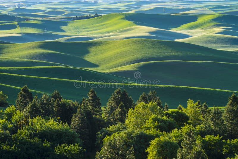 Fields of Green Wheat in Eastern Washington State Stock Image - Image ...