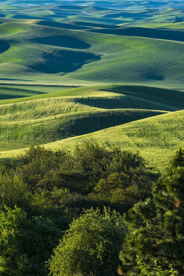 Fields of Green Wheat in Eastern Washington State Stock Image - Image ...