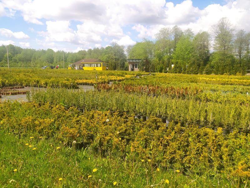 Fields of greenery stock photo. Image of meadow, produce - 224687540