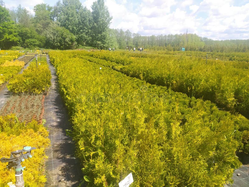 Fields of greenery stock photo. Image of food, wildflower - 224687552