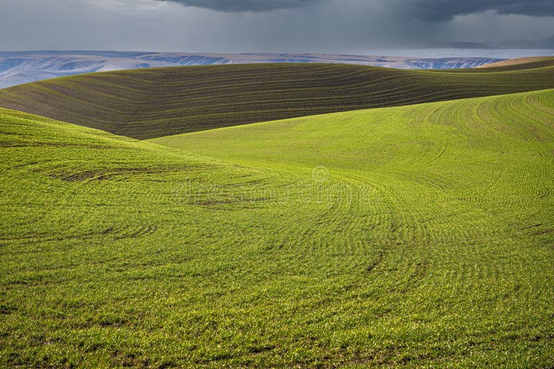 Fields with Growing Crops stock photo. Image of meadow - 275014026