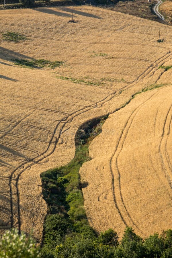Fields of Growing Grain on Rolling Hills of Abruzzo. Stock Photo ...