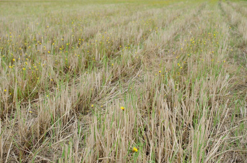 The Fields after Harvest Finished Just about Wheel Track. Brown Stock ...