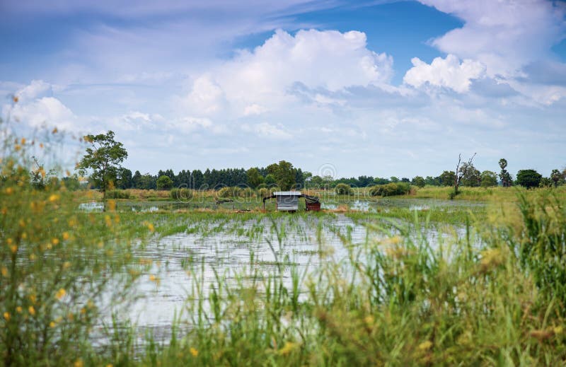 Fields that Have Been Flooded Stock Photo - Image of flood, country ...