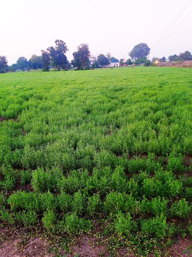 Khet in India stock image. Image of india, sine, weet - 167376385