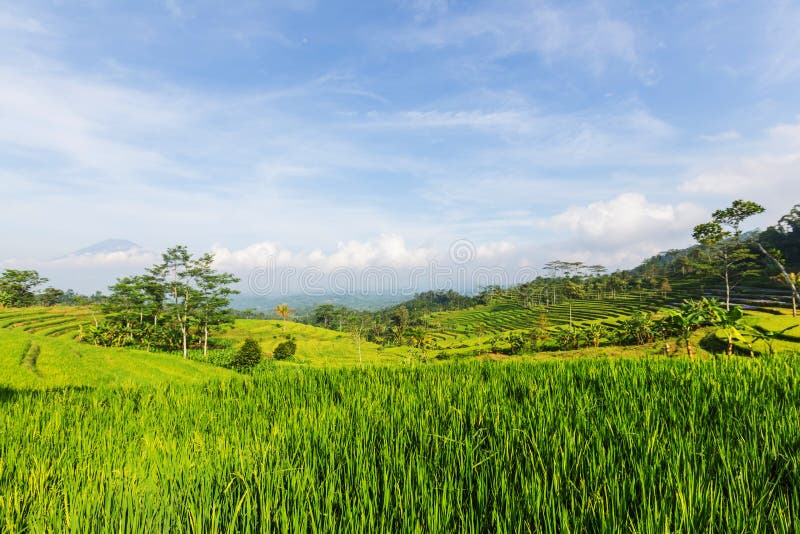 Fields in Indonesia stock image. Image of nature, rice - 196133603