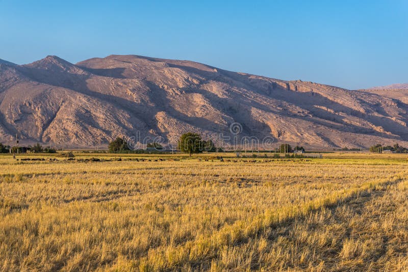 Fields in Iran stock image. Image of iranian, hills, middle - 83995067