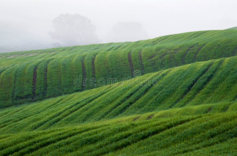 Fields in Italy - Tuscany in Spring Stock Photo - Image of landscape ...