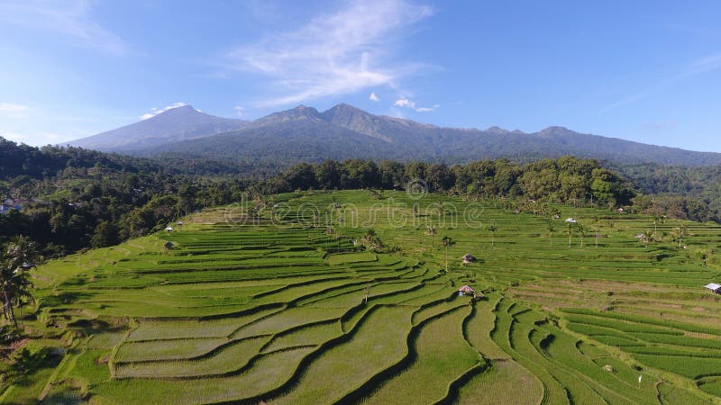 Beautiful Fields in Lombok Island Stock Photo - Image of grassland ...