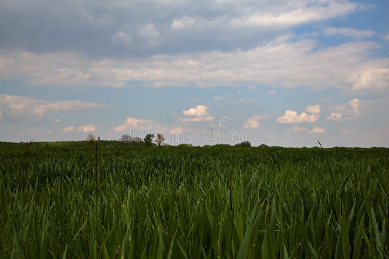 Fields of Maize in Early Stage of Growth on a Cloudy Day in Spring ...