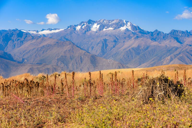 Fields of Maize and Quinoa, Urubamba Valley, Cusco, Peru Stock Photo ...