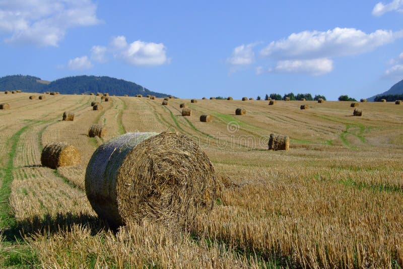 The fields stock photo. Image of field, great, gathering - 39342652
