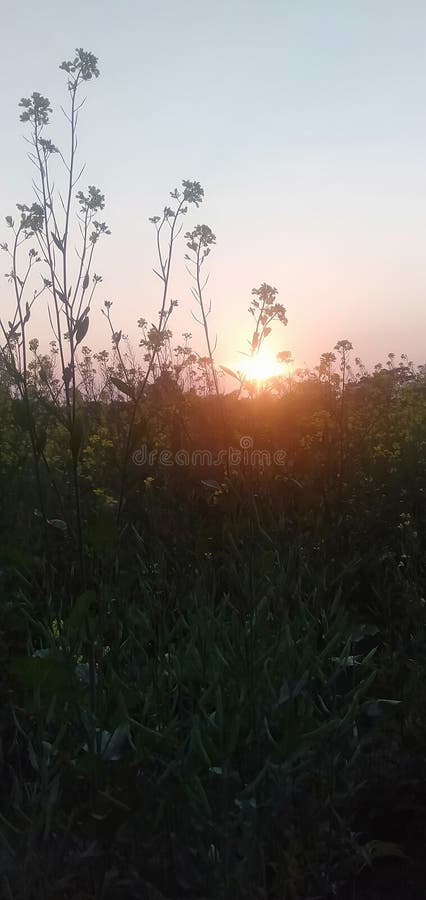 This is a Indian Image Forming Stock Image - Image of fields, feald ...