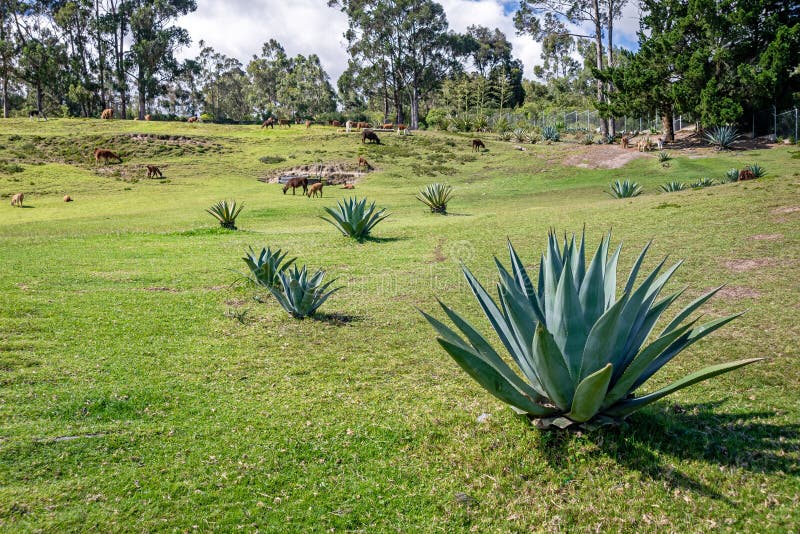 Fields of the Cochasqui Park, Ecuador Stock Photo - Image of natural ...
