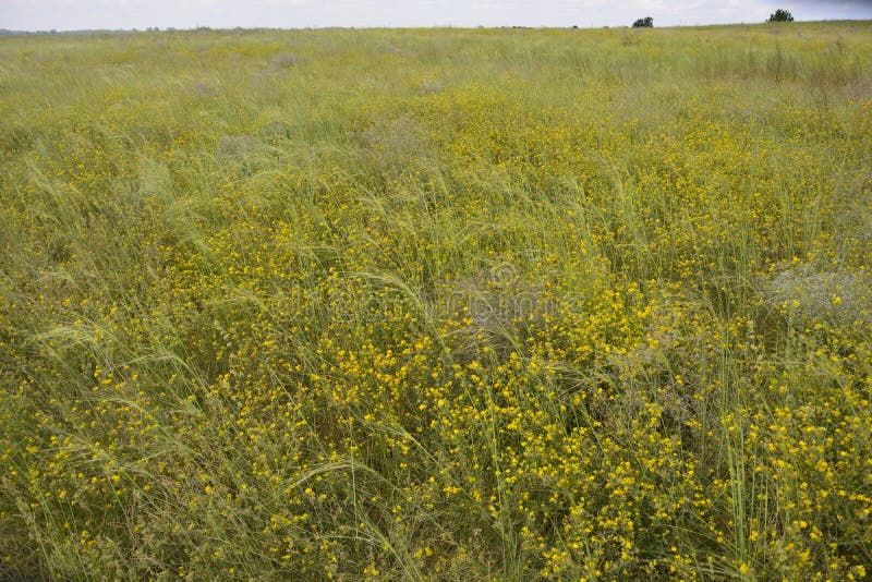 Fields and Meadows in the Siberian Steppe in Summer Stock Photo - Image ...