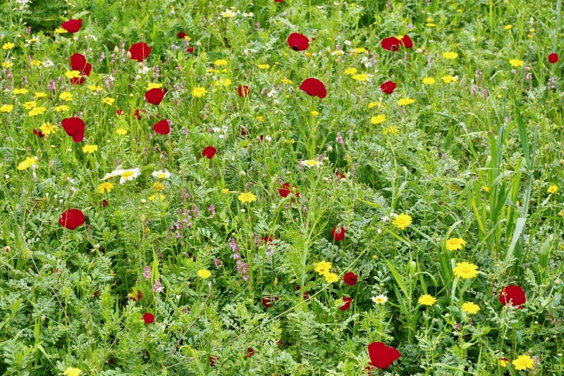 Springtime Poppy and Daisy Fields Stock Image - Image of fields ...