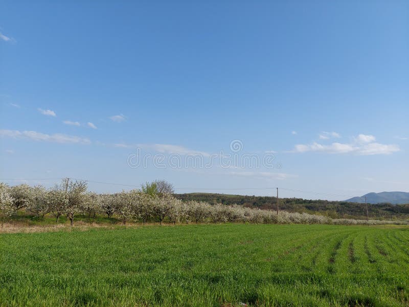 Fields in the Middle of the Afternoon Stock Image - Image of horizon ...