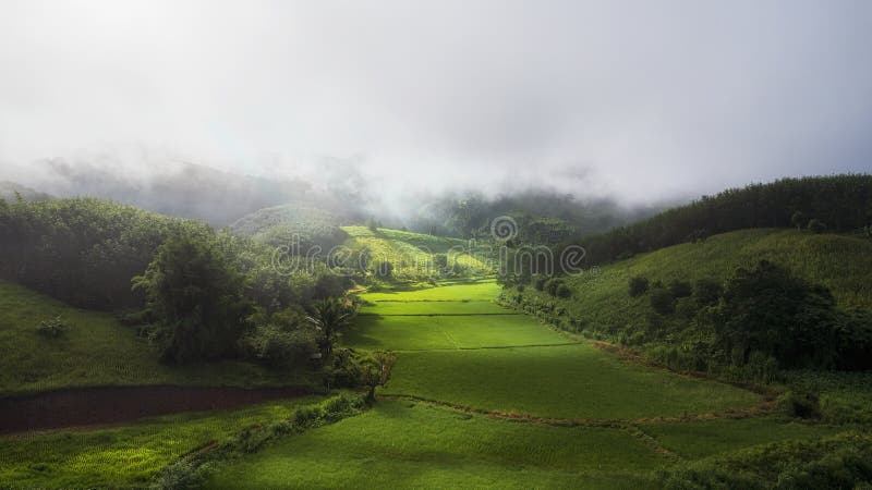 Fields and Mountain, Rice Field at Na Haeo, Loei, Thailand Stock Photo ...