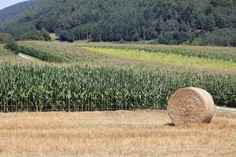 Wheat Fields in the Mountains of Germany, Hettigenbeuern Stock Photo ...
