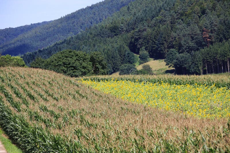 Wheat Fields in the Mountains of Germany, Hettigenbeuern Stock Image ...