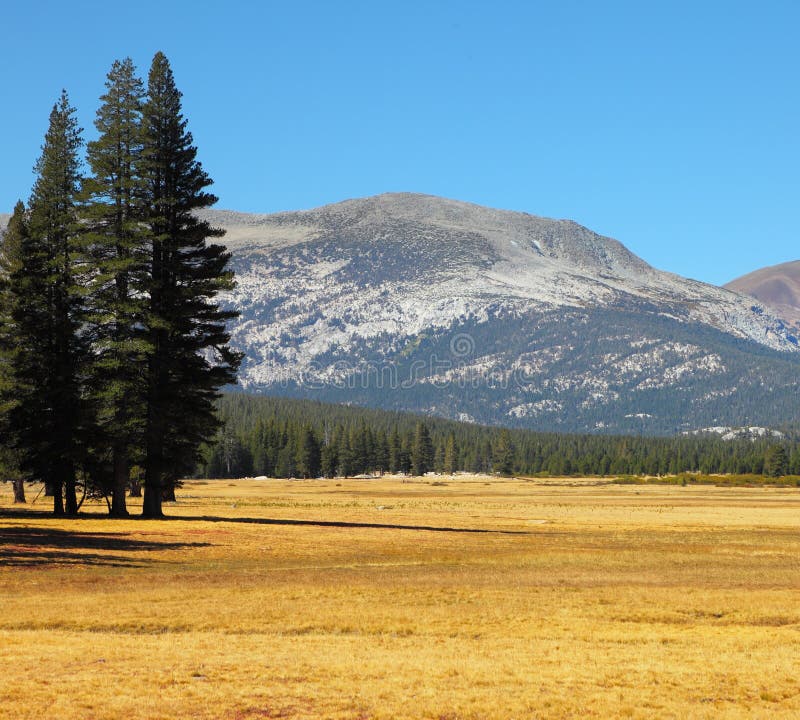Fields and Mountains in Iosemite Park Stock Photo - Image of landscape ...