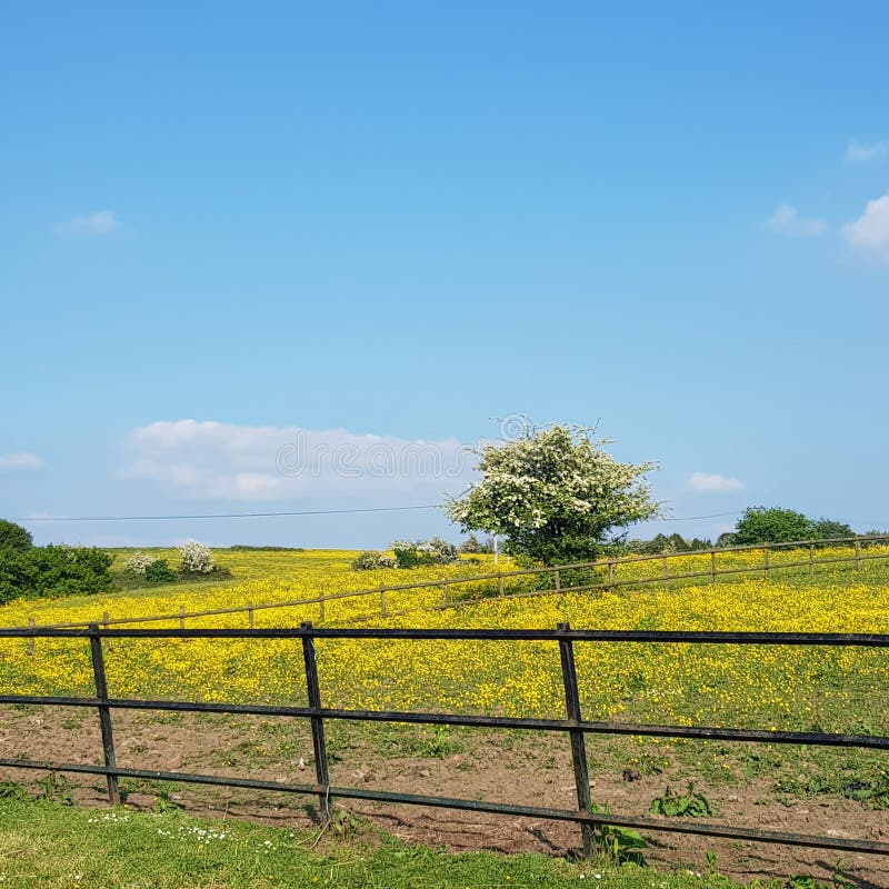 Buttercup fields forever stock photo. Image of buttercups - 119341348