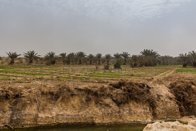 Fields and Palm Trees in Bahariya Oasis, Egy Stock Photo - Image of ...