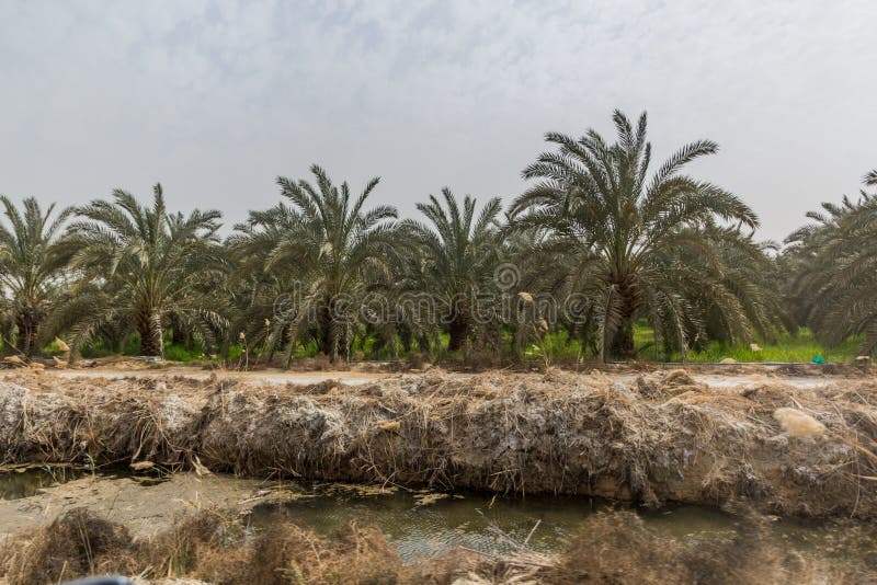 Fields and Palm Trees in Bahariya Oasis, Egy Stock Photo - Image of ...