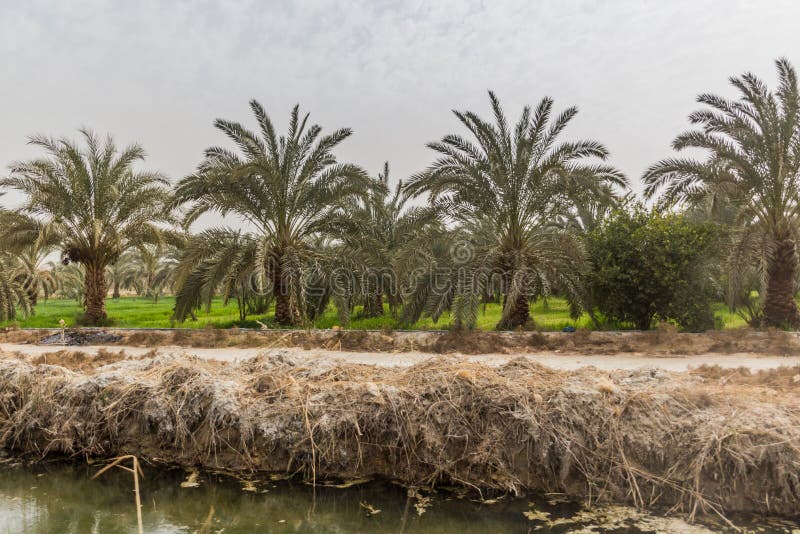 Fields and Palm Trees in Bahariya Oasis, Egy Stock Photo - Image of ...